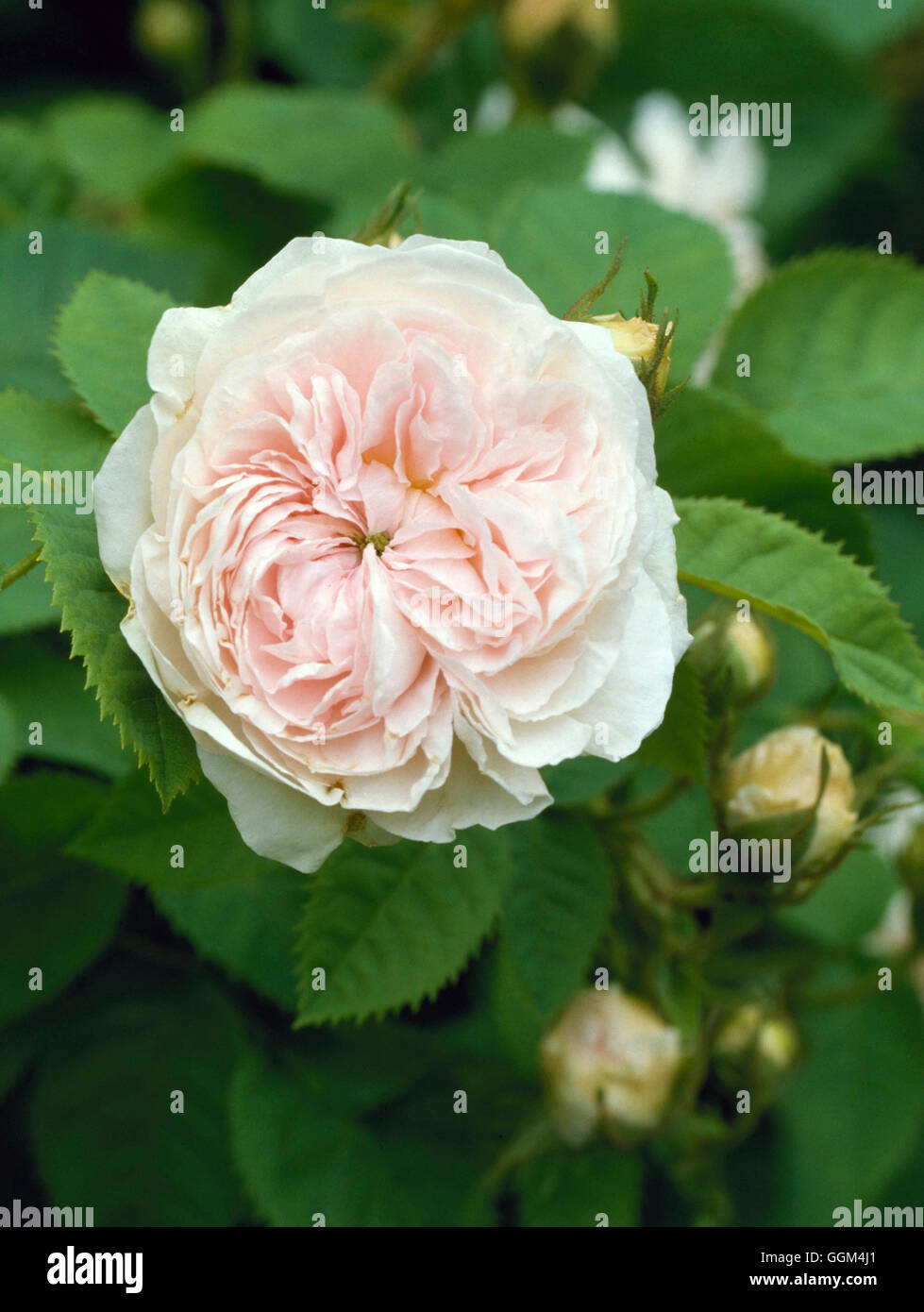 Rosa - `Felicite Parmentier' AGM (Shrub) RSH023815 Stock Photo - Alamy